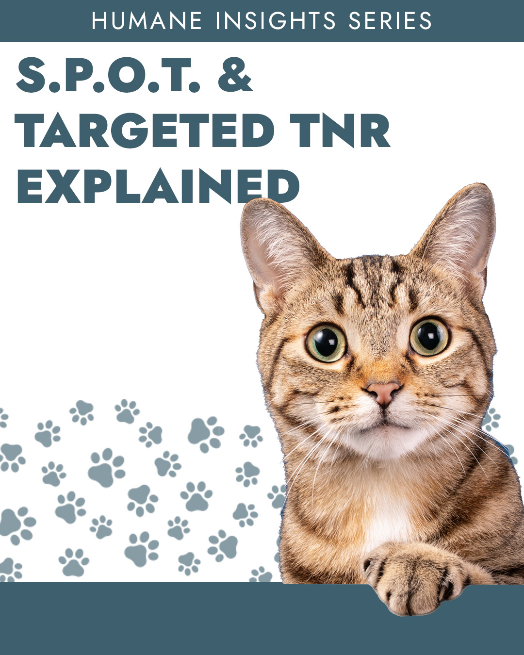 A Closer Look at How S.P.O.T. and Targeted TNR Support Cat Colonies ...