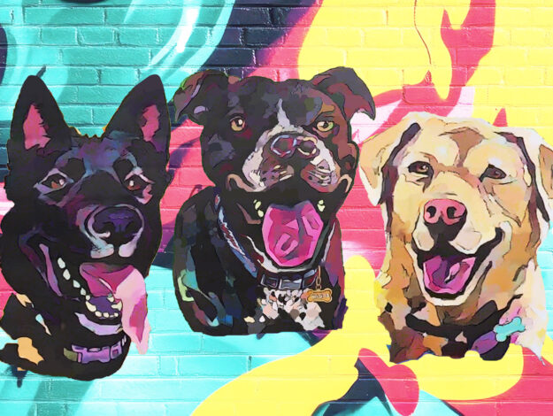 Home - The Humane Society for Tacoma & Pierce County