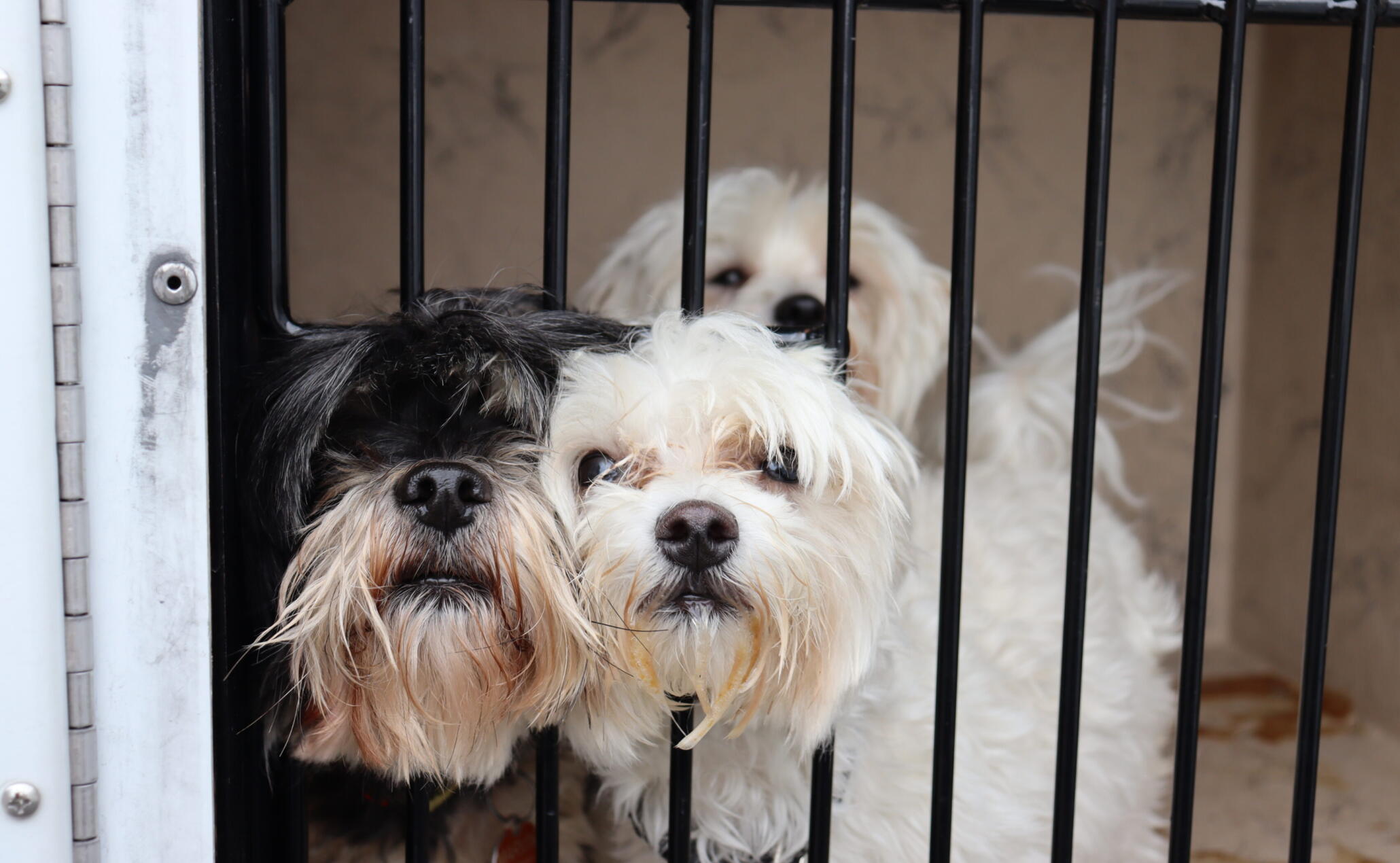 32 Small Dogs - The Humane Society for Tacoma & Pierce County