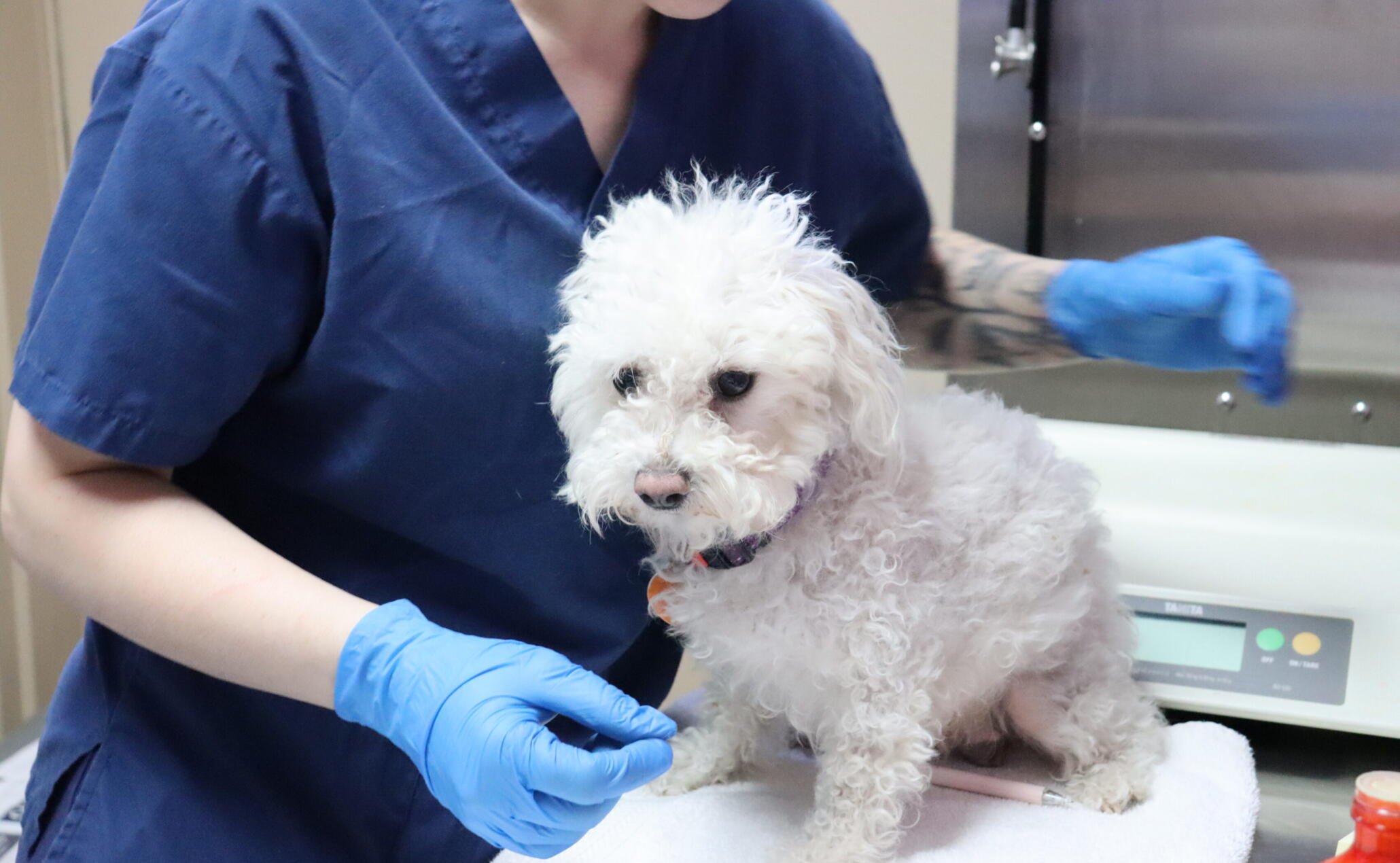 32 Small Dogs - The Humane Society for Tacoma & Pierce County