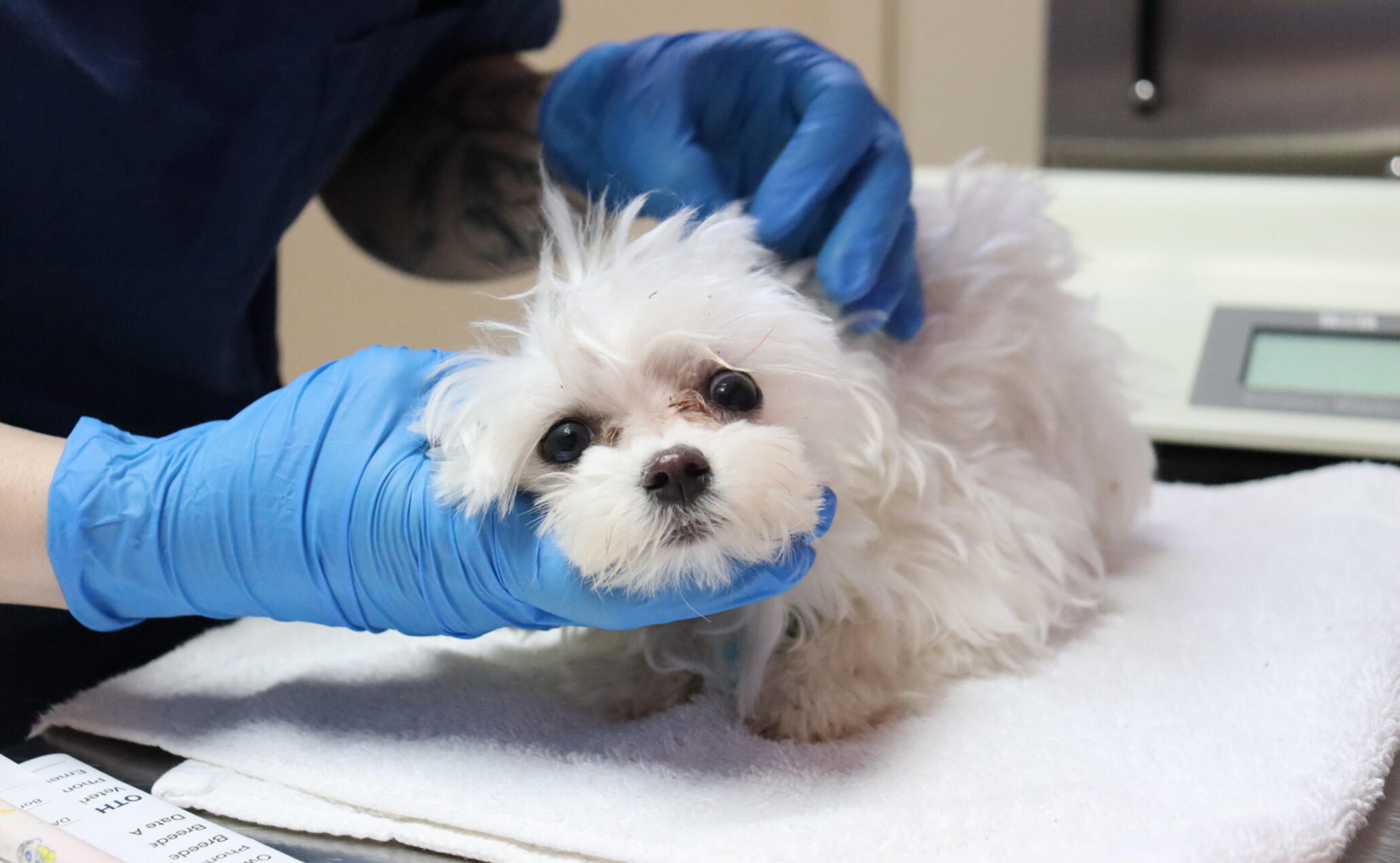 32 Small Dogs - The Humane Society for Tacoma & Pierce County