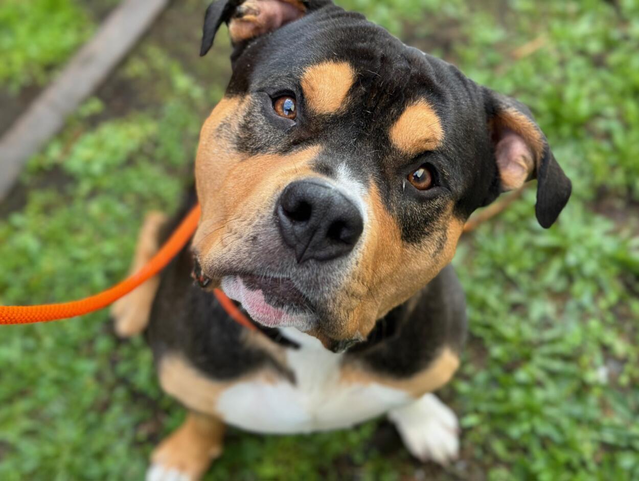 Home - The Humane Society for Tacoma & Pierce County