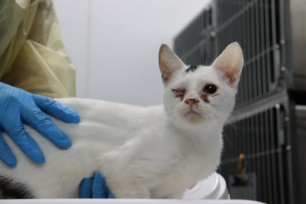 Urgent Kitten Intake - The Humane Society for Tacoma & Pierce County