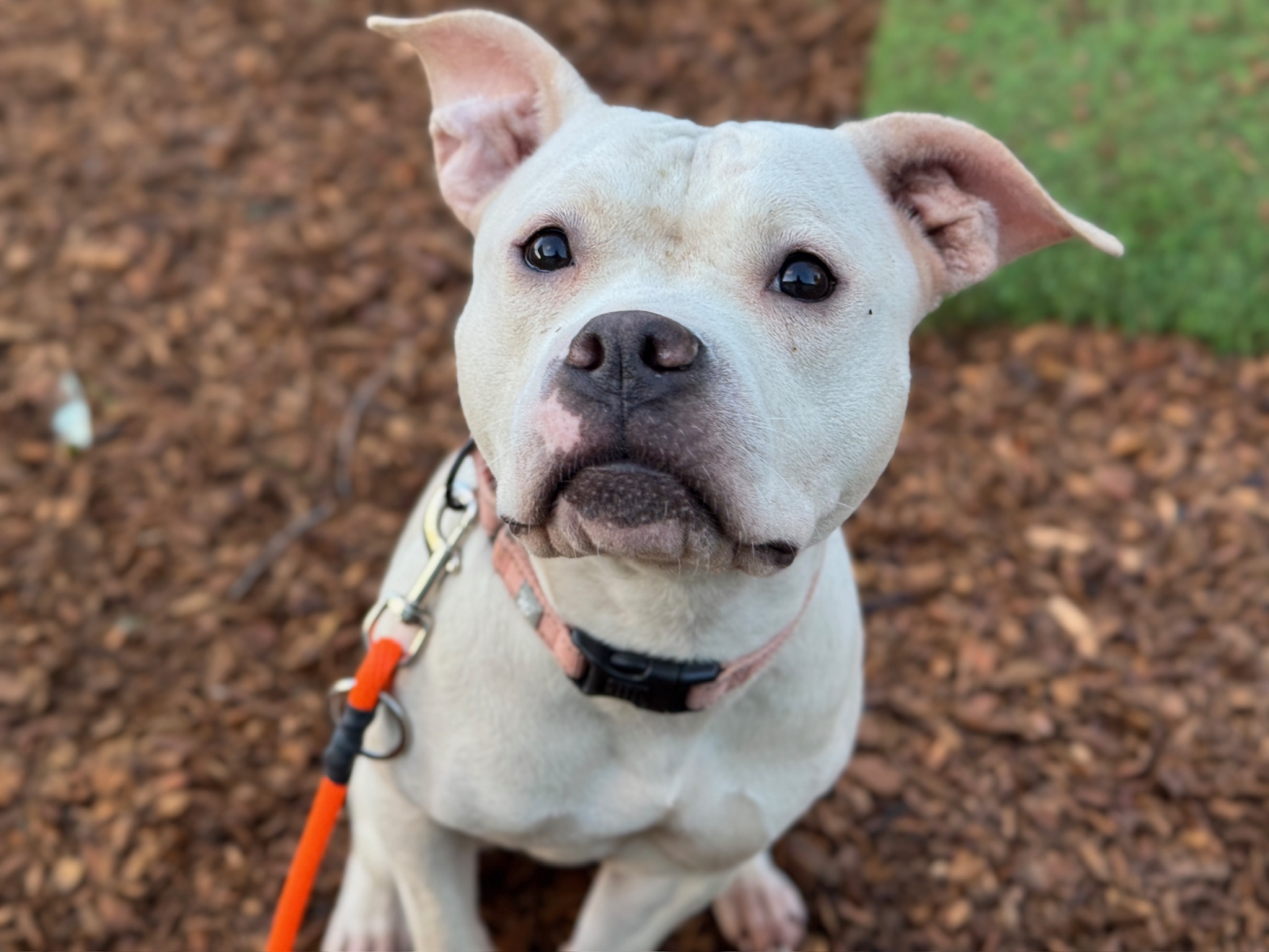 How Do We Manage a Record-Breaking Dog Capacity Crisis? - The Humane ...