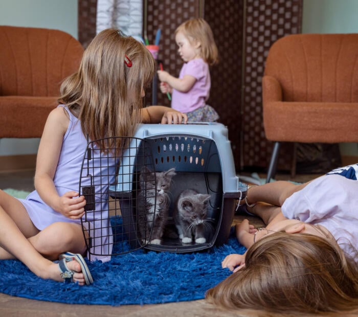 Dogs Playing For Life: Building Confidence Through Play - The Humane ...