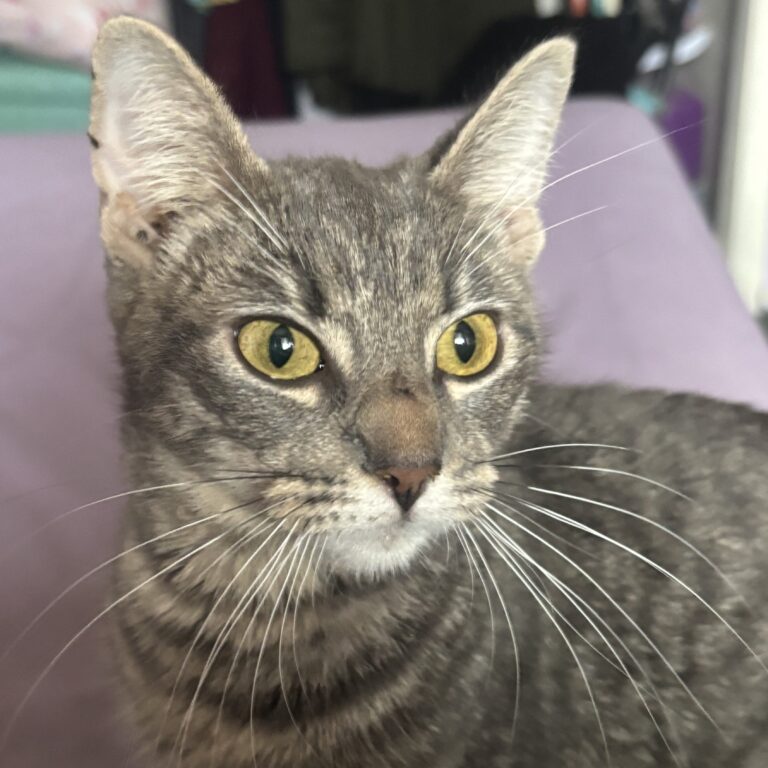 84 Cats Have Loving Homes - The Humane Society for Tacoma & Pierce County