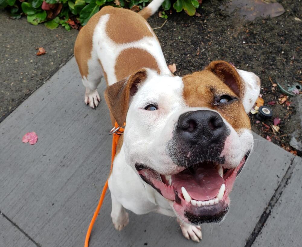 Getting to know pitties: Myth or fact? - The Humane Society for Tacoma ...