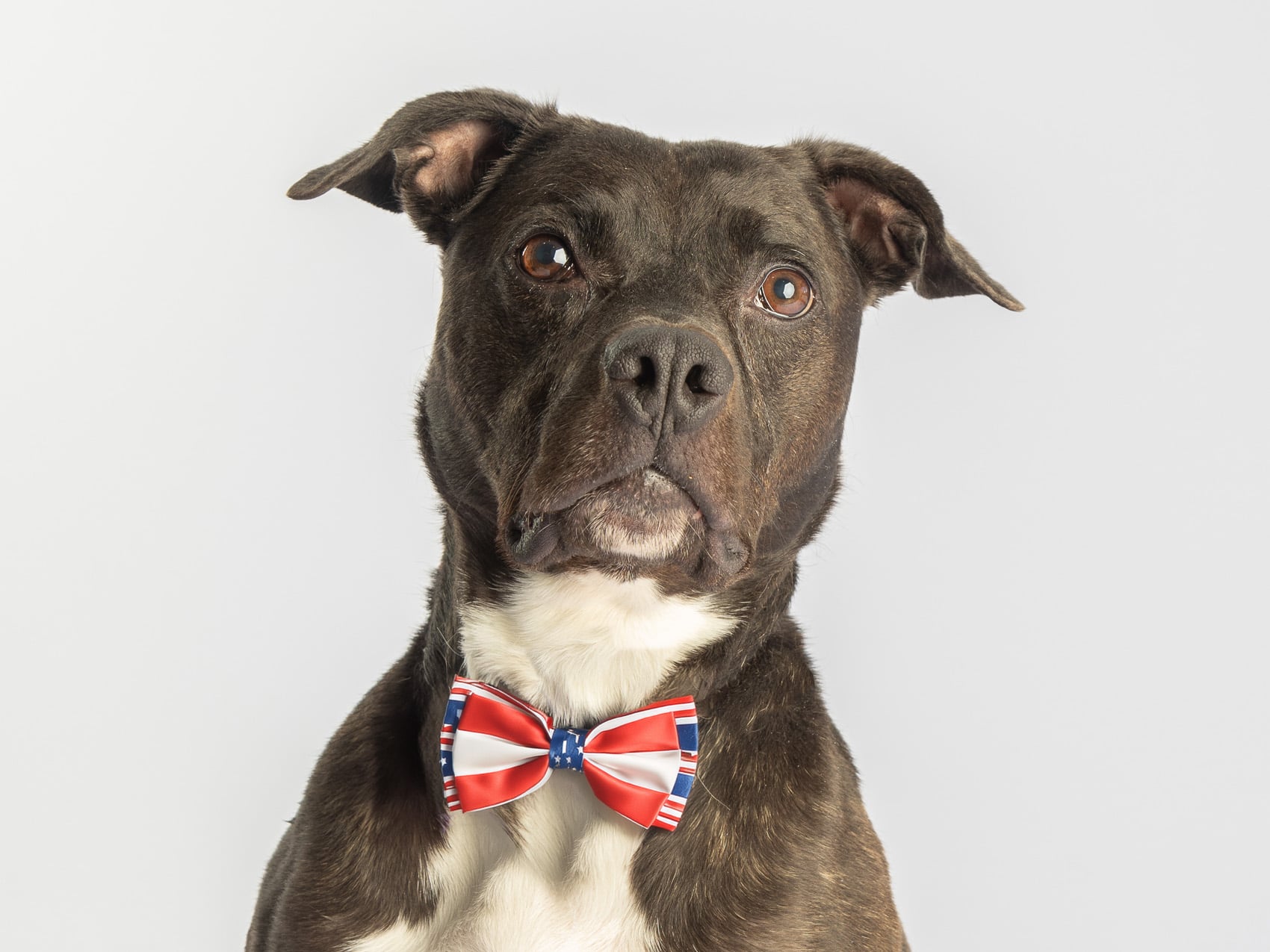Safe and Sound: Pet Care Tips for the Fourth of July - The Humane ...