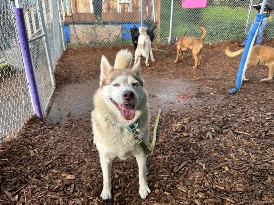 Dogs Playing For Life: Building Confidence Through Play - The Humane ...
