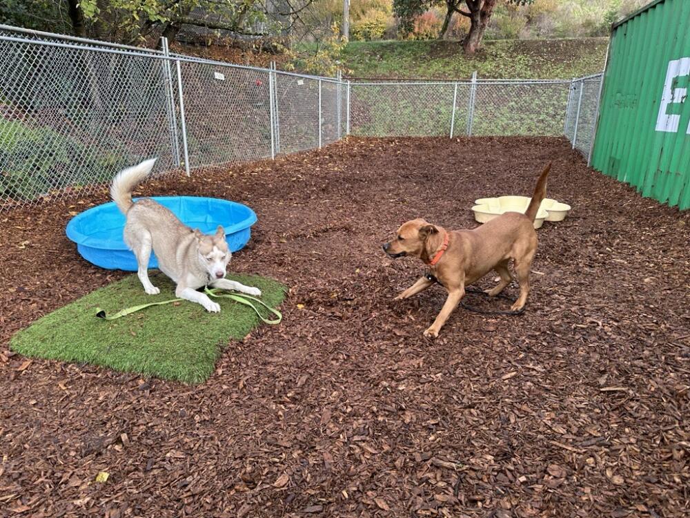 Dogs Playing For Life: Building Confidence Through Play - The Humane ...