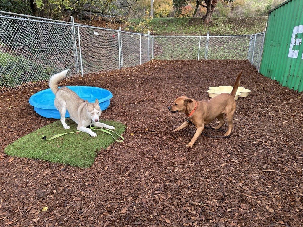 Dogs Playing For Life: Building Confidence Through Play - The Humane ...