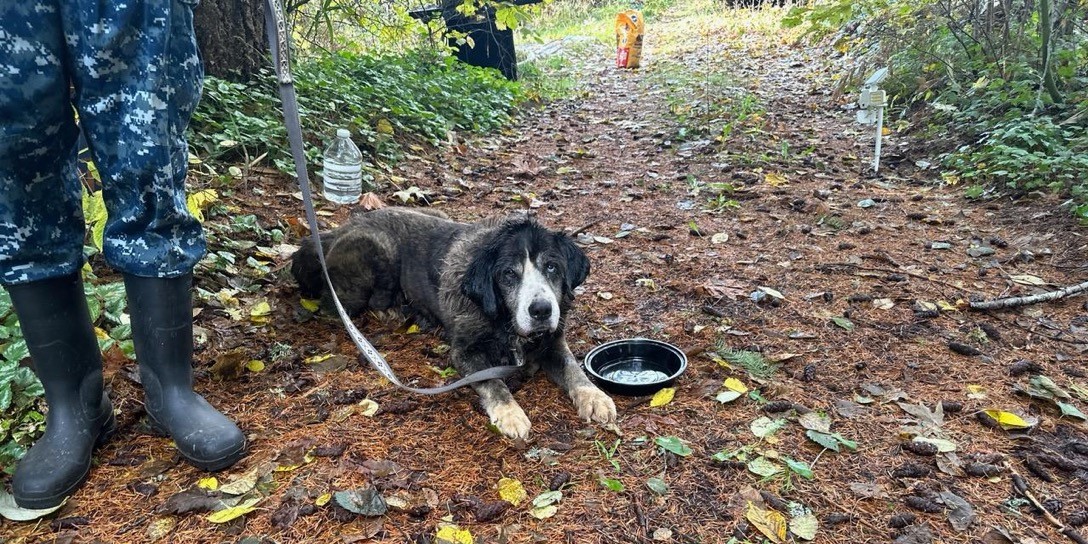 Nine Dogs from Mason County - The Humane Society for Tacoma & Pierce County