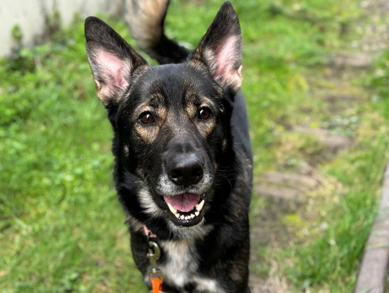 Home - The Humane Society for Tacoma & Pierce County