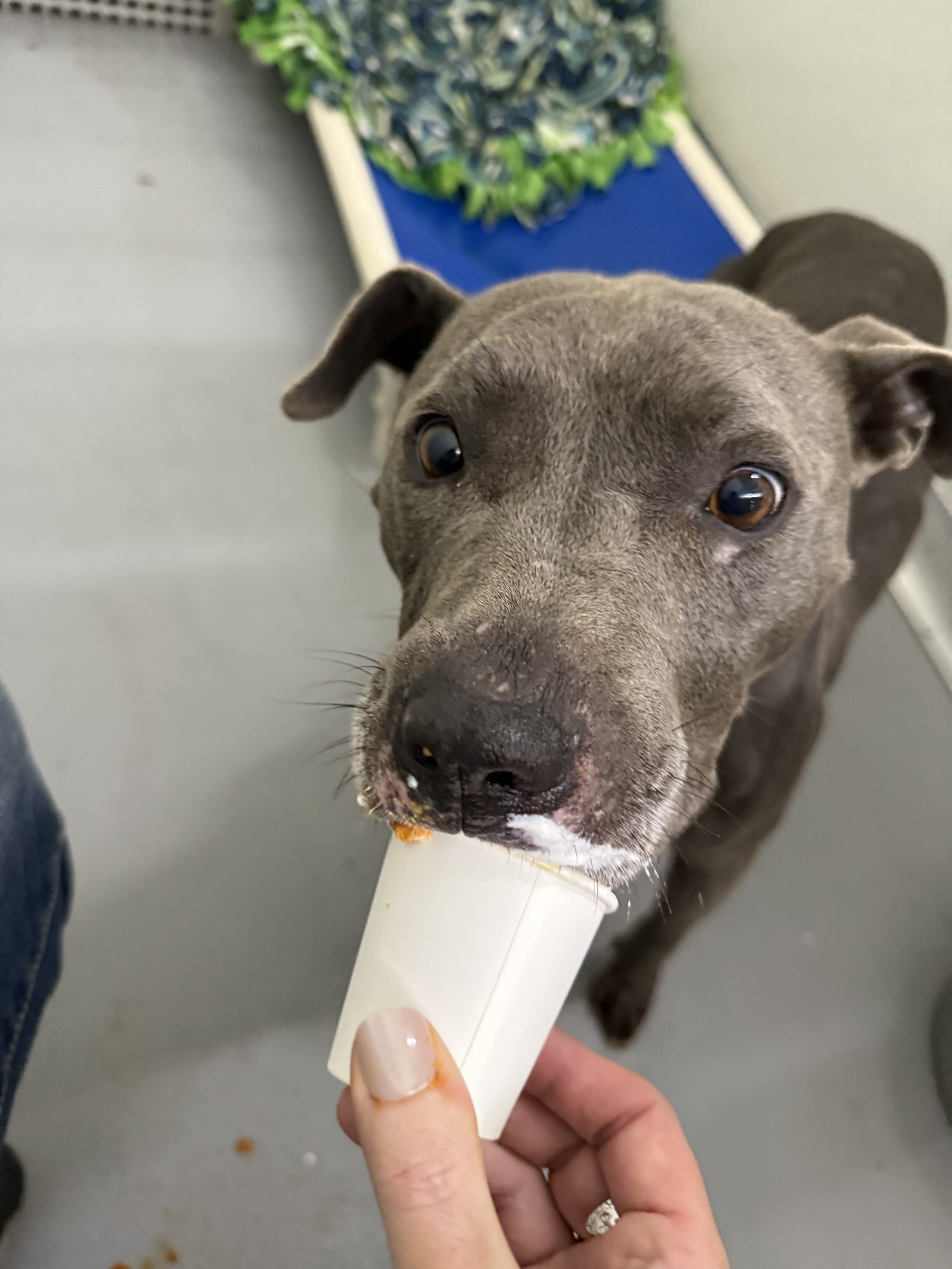 Thanksgiving Food Safety For Our Furry Friends - The Humane Society for ...