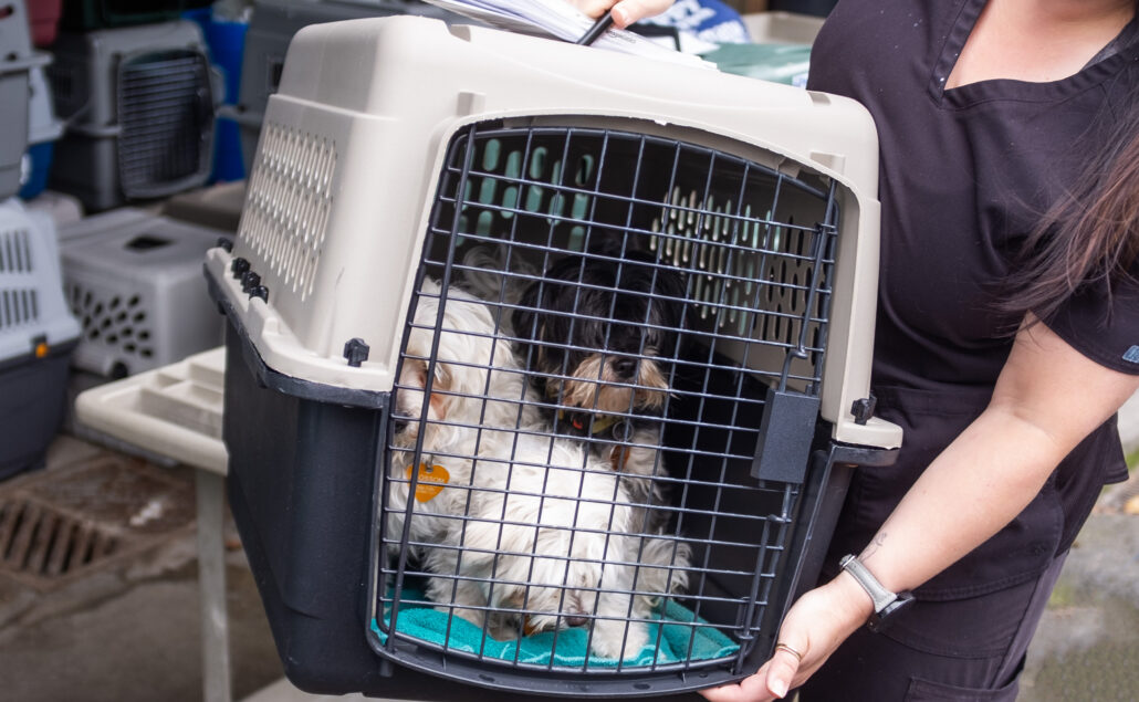 32 Small Dogs - The Humane Society for Tacoma & Pierce County