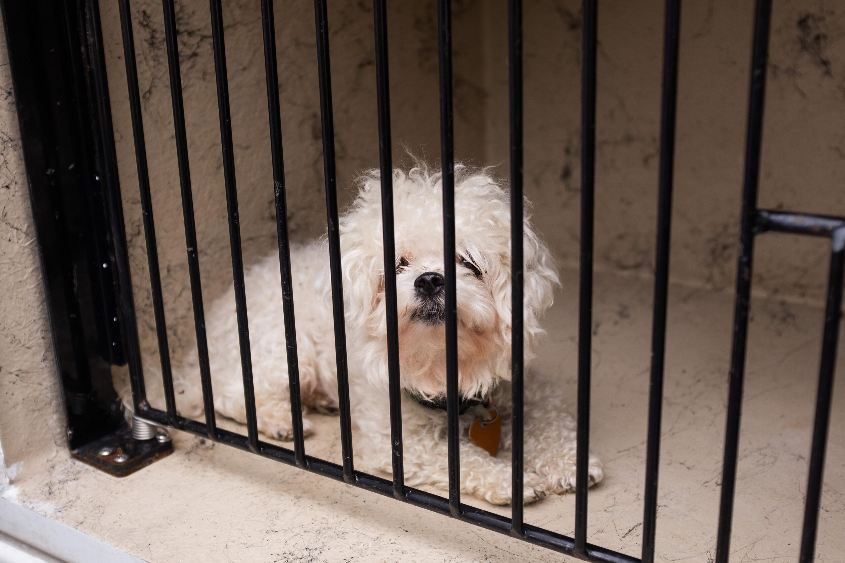 32 Small Dogs - The Humane Society for Tacoma & Pierce County