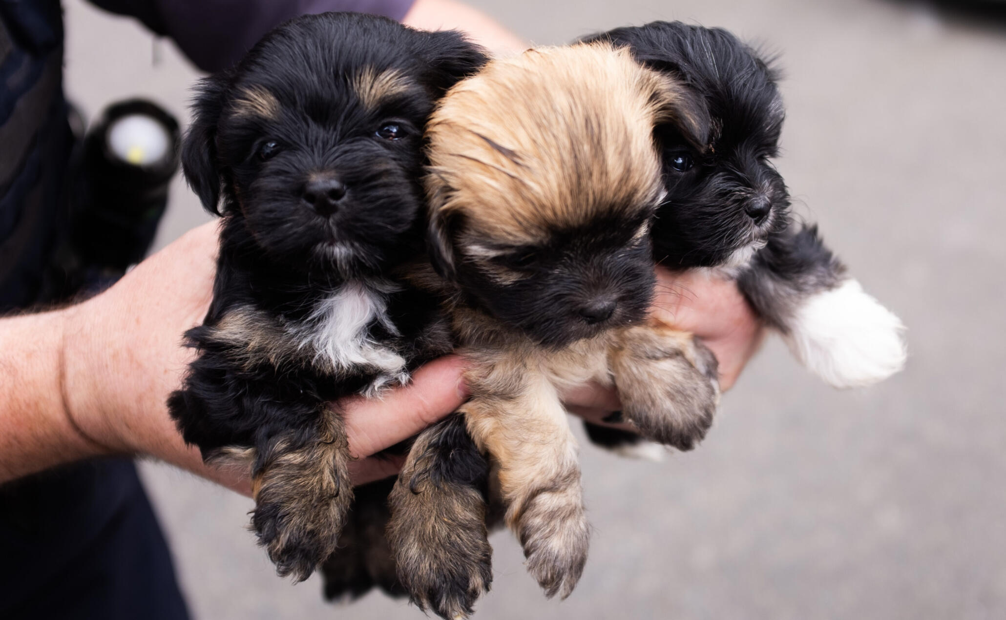 32 Small Dogs - The Humane Society for Tacoma & Pierce County