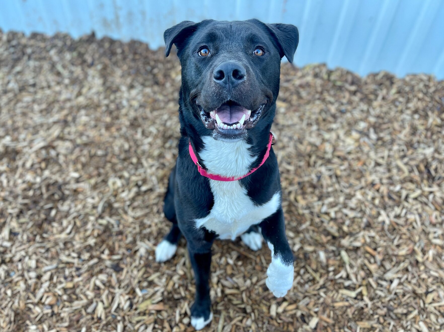 Dogs Playing For Life: Building Confidence Through Play - The Humane ...
